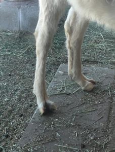 Selenium Deficiency and White Muscle Disease in Goats - Goat Journal